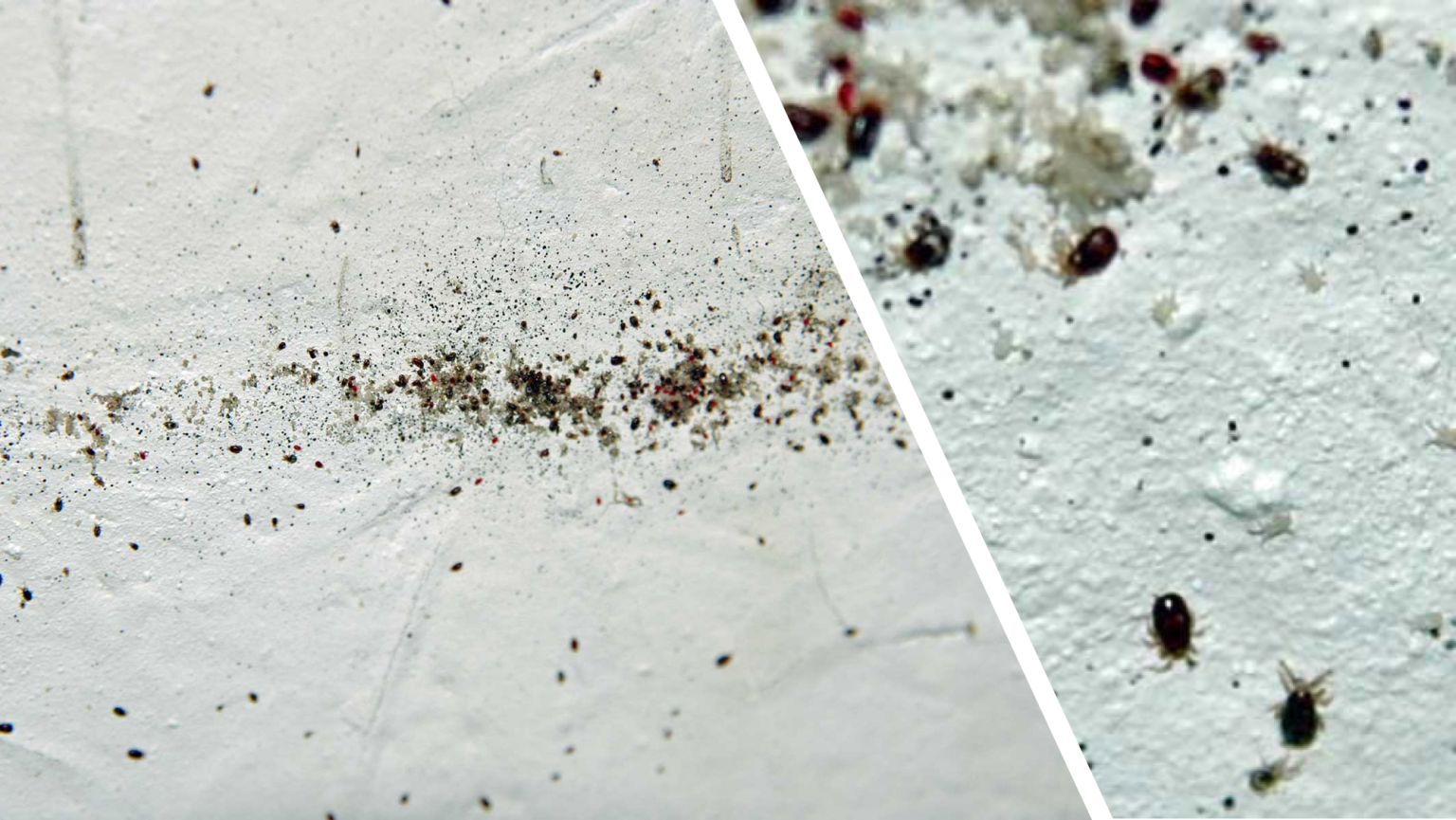 Was krabbelt denn da? Ektoparasiten bei Hühnern erkennen und behandeln ...